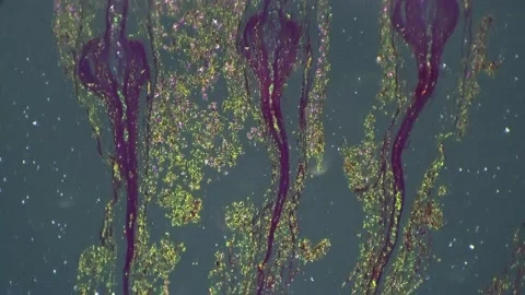 Human lung tissues filmed under microsco... | Stock Video | Pond5