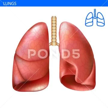 Human lungs anatomy realistic illustration front view in detail. Lunge ...