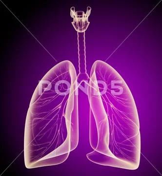 Human lungs and bronchi in x-ray view: Royalty Free #70185446