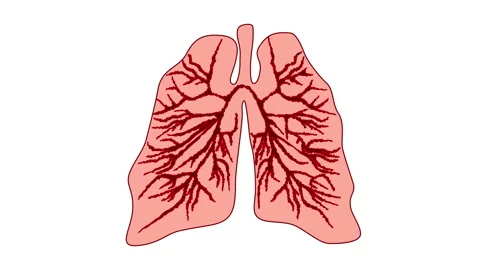 Human lungs animation. Breathing process... | Stock Video | Pond5