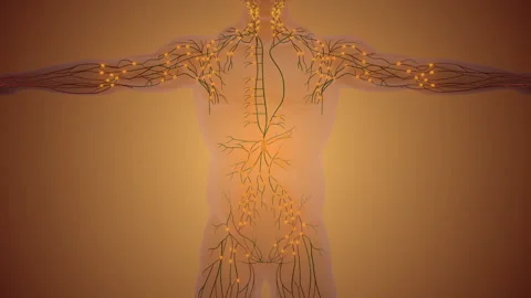 The Human Lymph Node Structure | Stock Video | Pond5