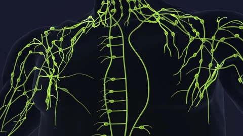 Human lymphatic system 3d animation | Stock Video | Pond5