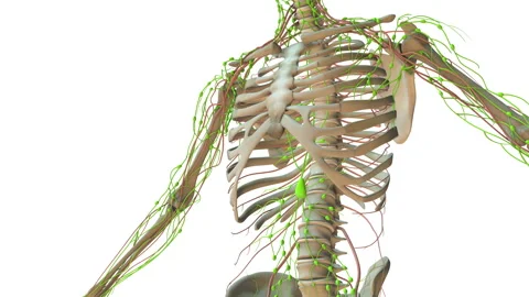 Human Lymphatic System Anatomy Animation | Stock Video | Pond5