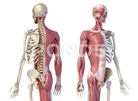 Human male anatomy, 3/4 figure muscular and skeletal systems, back and ...