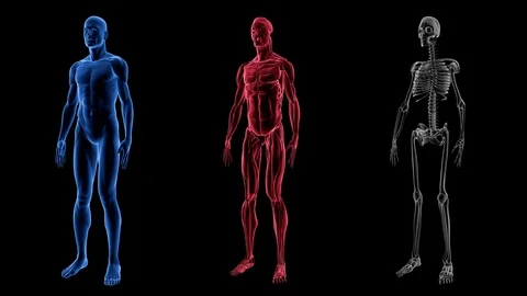 Human Male Anatomy 3D Animation Biology ... | Stock Video | Pond5