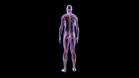 Human Male Anatomy 3D Animation Biology ... | Stock Video | Pond5