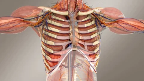 Human Male Anatomy - Respiratory System ... | Stock Video | Pond5