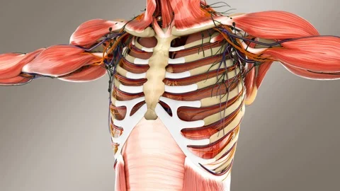 Human Male Anatomy - Respiratory System ... | Stock Video | Pond5