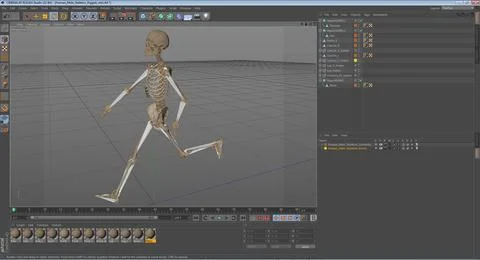 3D Model: Human Male Skeleton Rigged for Cinema 4D #91477265
