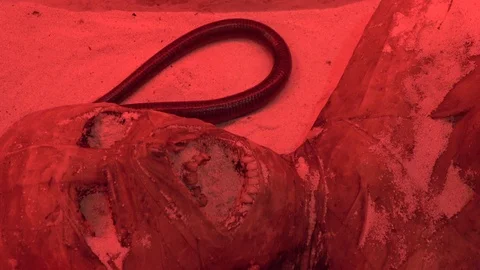 Human mummy and a snake near its head on... | Stock Video | Pond5