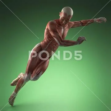 Human Muscle Anatomy Human Muscle Anatomy Copyright: xZoonar.com ...