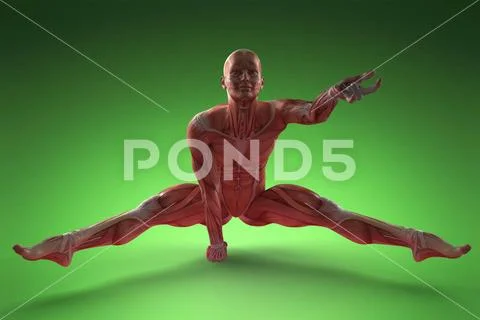 Human Muscle Anatomy Human Muscle Anatomy Copyright: xZoonar.com ...