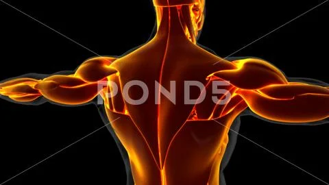 Human Muscle Anatomy For Medical Concept 3D Illustration Illustration ...