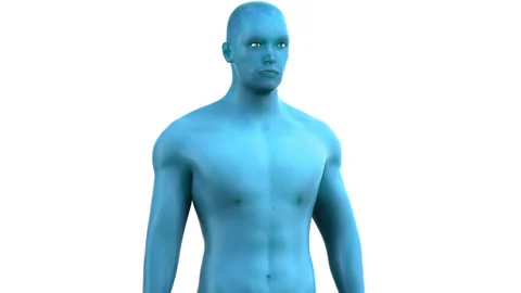 Human Muscle Body Anatomy Animation Conc... | Stock Video | Pond5