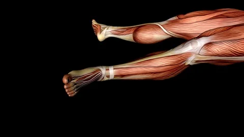 Human Muscles Anatomy Medical Tendons | Stock Video | Pond5
