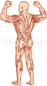 Human Muscular System Anatomy Etching Etching engraving handmade style ...