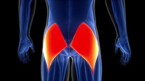 Human Muscular System Gluteus Maximus Mu... | Stock Video | Pond5