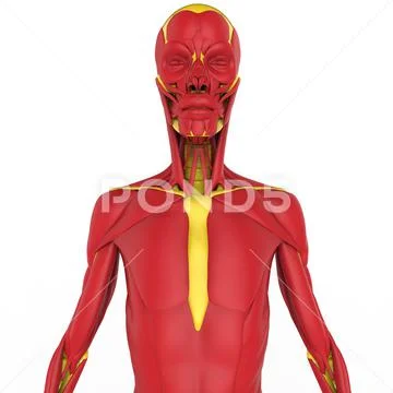 Human Muscular System Muscles Anatomy ~ Clip Art #130366119