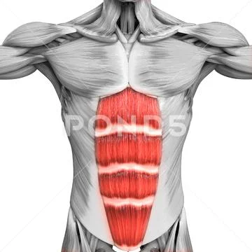 Human Muscular System Parts Rectus Abdominis Muscle Anatomy: Royalty ...