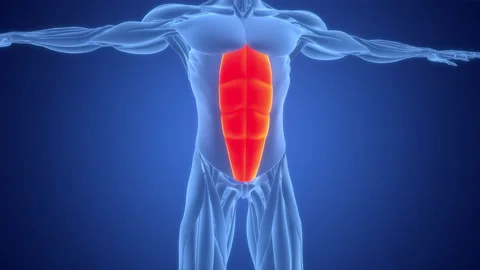 Human Muscular System Rectus Abdominis M... | Stock Video | Pond5