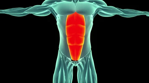 Human Muscular System Rectus Abdominis M... | Stock Video | Pond5
