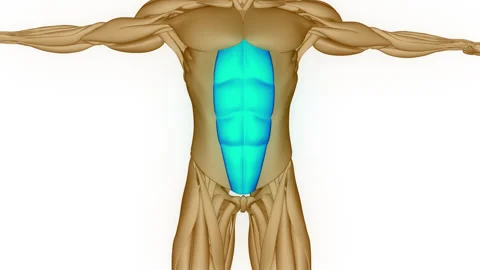 Human Muscular System Rectus Abdominis M... | Stock Video | Pond5