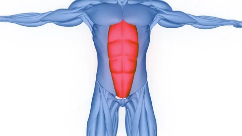 Human Muscular System Rectus Abdominis M... | Stock Video | Pond5