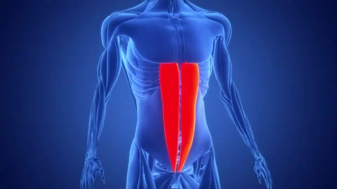 Human Muscular System Rectus Abdominis M... | Stock Video | Pond5