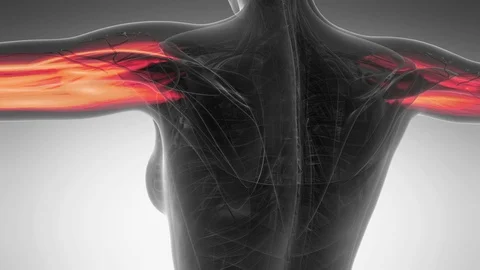 human muscular system scan | Stock Video | Pond5