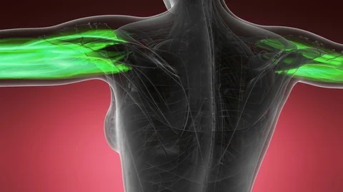 human muscular system scan | Stock Video | Pond5