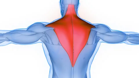 Human Muscular System Torso Muscles Trap... | Stock Video | Pond5