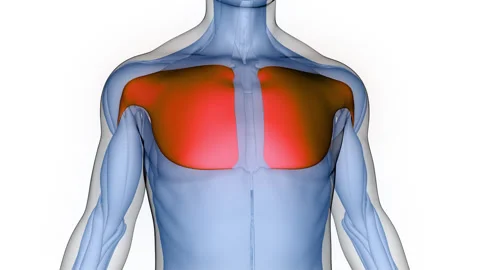 Human Muscular System Torso Muscles Pect... | Stock Video | Pond5