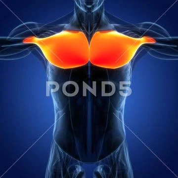 Human Muscular System Torso Muscles Pectoral Muscles Anatomy 3D ...