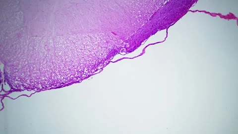 Human nerve fiber bundle under microscop... | Stock Video | Pond5