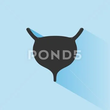 Human organ. Bladder icon with shade on blue background Illustration ...