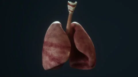 Human organs on black background. High r... | Stock Video | Pond5