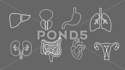 Human organs line icons set. Anatomy of body. Reproductive system ...