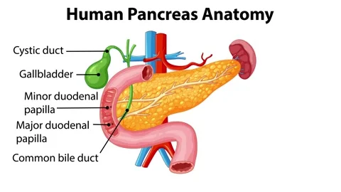 Pancreas Animation Stock Footage ~ Royalty Free Stock Videos | Pond5
