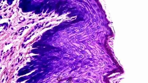 Human penis in cross section filmed unde... | Stock Video | Pond5