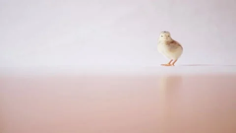 Human putting down a cute baby chick on ... | Stock Video | Pond5
