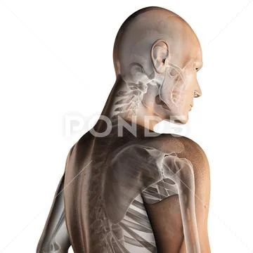 Photograph: Human radiography scan human radiography scan made in 3D ...
