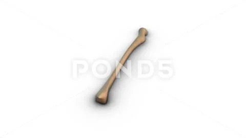 Human Radius bone isolated on white background: Royalty Free #278025370
