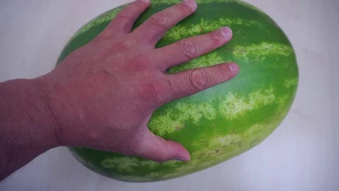 a human ready to cut watermelon examines... | Stock Video | Pond5