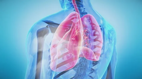 Human Respiratory System Anatomy Animati... | Stock Video | Pond5