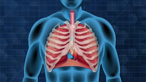 Human Respiratory System Animation | Stock Video | Pond5