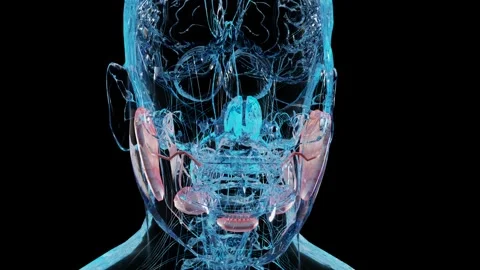 human salivary glands anatomy, sublingua... | Stock Video | Pond5