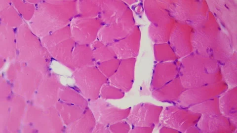 Human skeletal muscle under a microscope... | Stock Video | Pond5