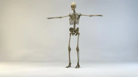 English Longbowmen Skeleton