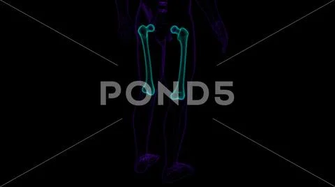 Human skeleton anatomy Femur Bone 3D Rendering ~ Clip Art #139958307