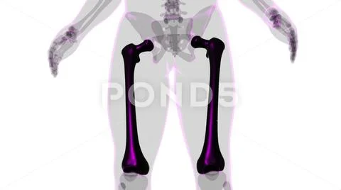 Human skeleton anatomy Femur Bone 3D Rendering ~ Clip Art #148013763